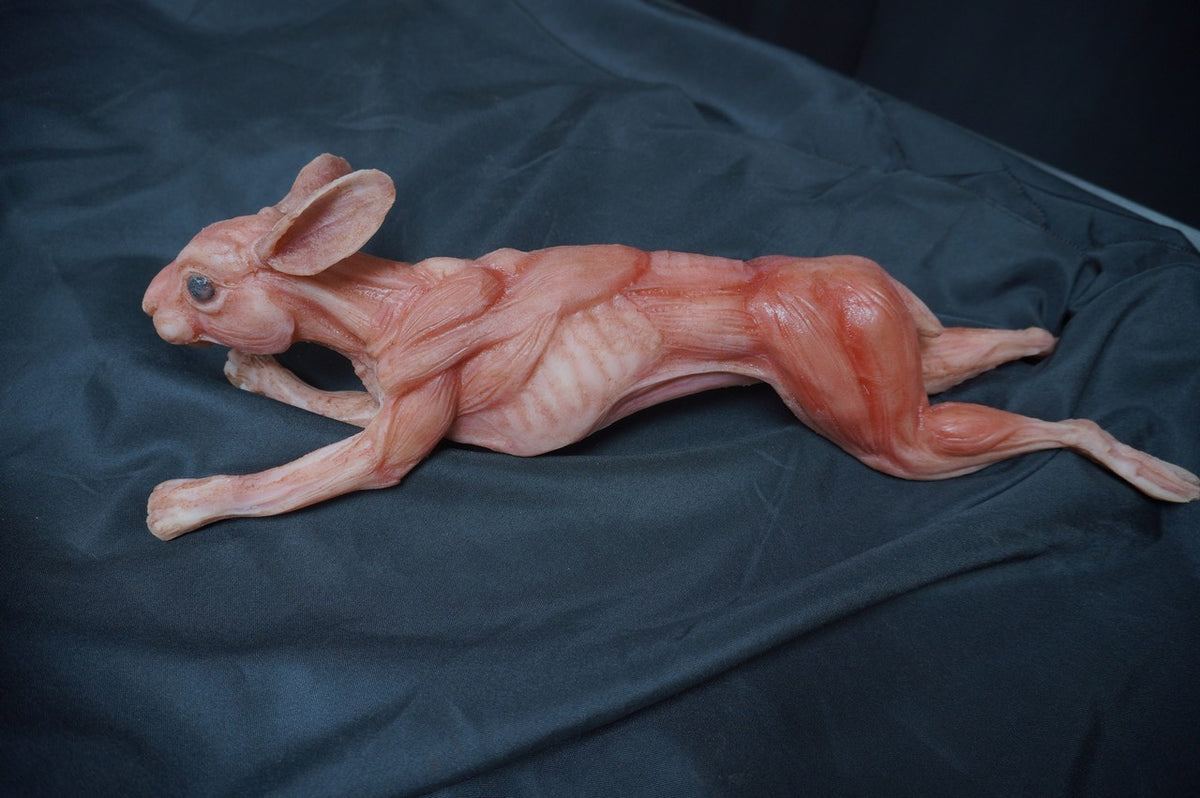 Silicone Skinned Rabbit Prop – Dapper Cadaver Props