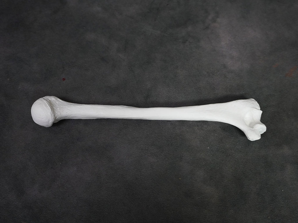 Humerus Arm Bone Replica – Dapper Cadaver Props