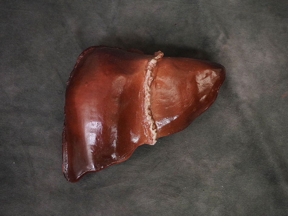 Large Liver Prop – Dapper Cadaver Props