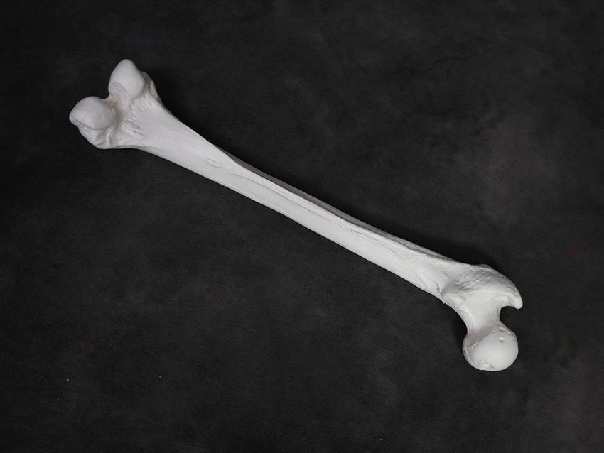 Prop Femur Bone Replica – Dapper Cadaver Props