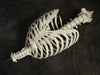 Human Ribcage Prop – Dapper Cadaver Props