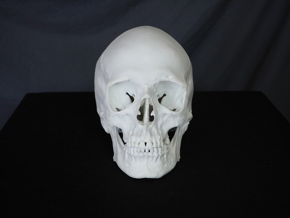 Lifecast Female Skull "Riley" – Dapper Cadaver Props
