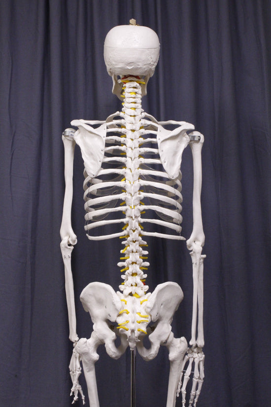 Life Size Medical Human Skeleton With Stand – Dapper Cadaver Props